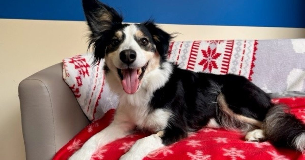 Break Away - Raystede Centre for Animal Welfare