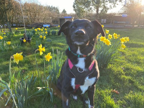 Raystede Centre for Animal Welfare - Raystede Centre for Animal Welfare