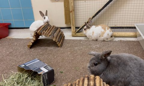 Raystede Centre for Animal Welfare - Raystede Centre for Animal Welfare