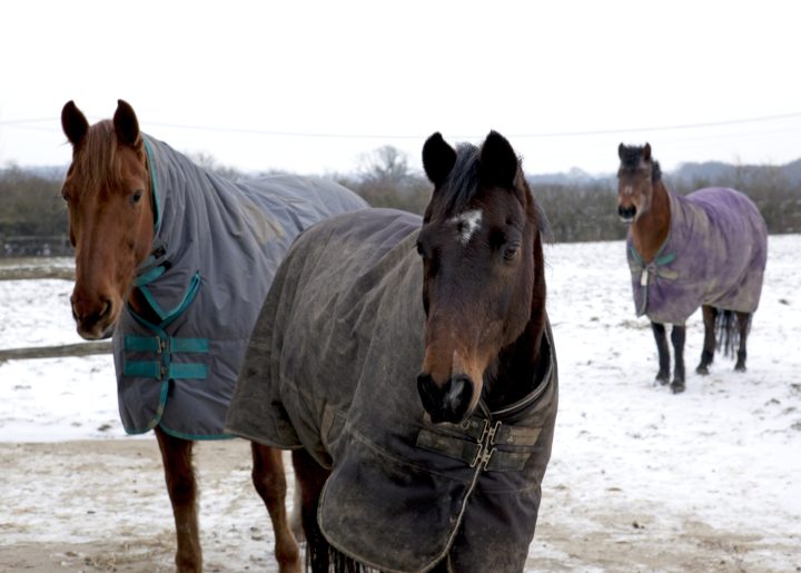 Adopt an animal - Raystede Centre for Animal Welfare