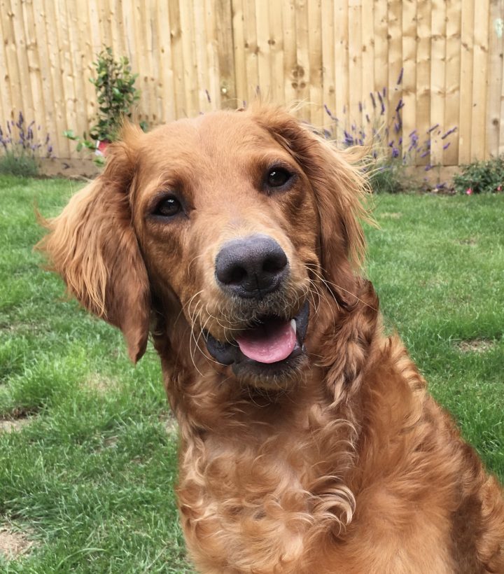 What's new - Raystede Centre for Animal Welfare