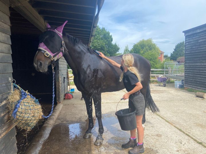 What's new - Raystede Centre for Animal Welfare