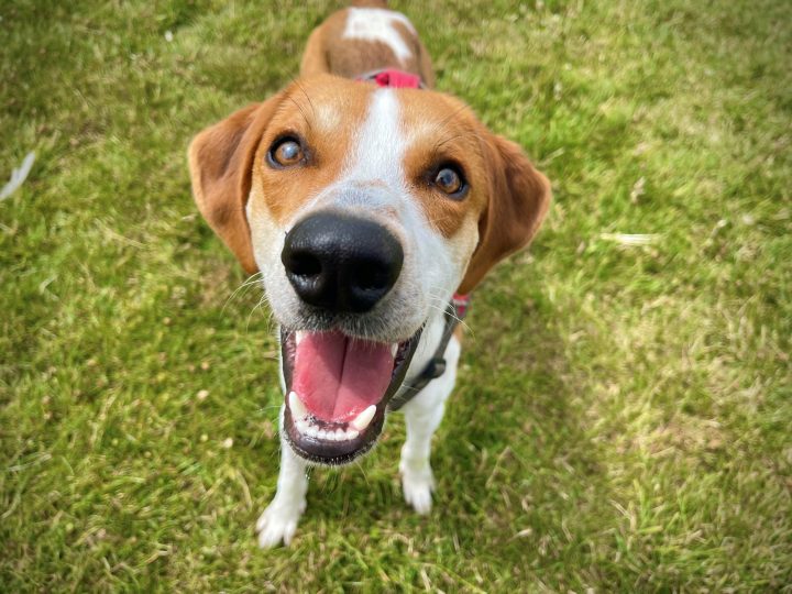 Visit us - Raystede Centre for Animal Welfare